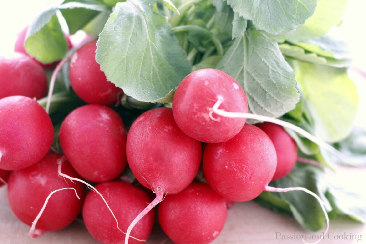 Insalata con Rucola e Ravanelli (Arugula and Radish Salad) - Passion ...